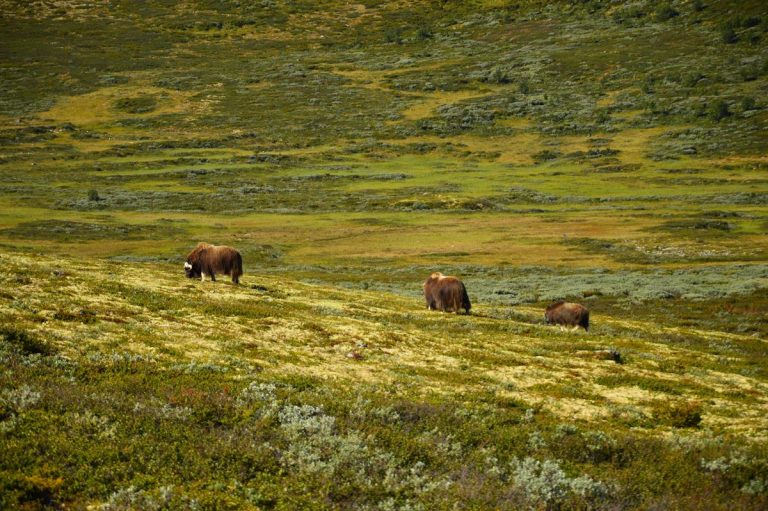 Von Wasserfällen, Trollen und Moschusochsen - Mit dem Defender vierzehn ...